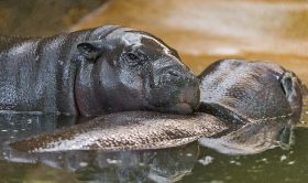 Pygmy Hippo | The Animal Facts | Appearance, Behavior, Diet, Habitat