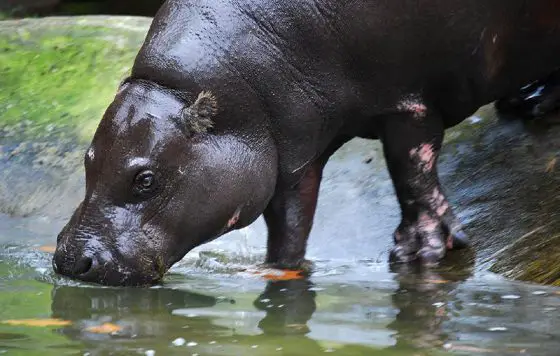 Pygmy Hippo | The Animal Facts | Appearance, Behavior, Diet, Habitat