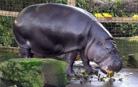 Pygmy Hippo | The Animal Facts | Appearance, Behavior, Diet, Habitat