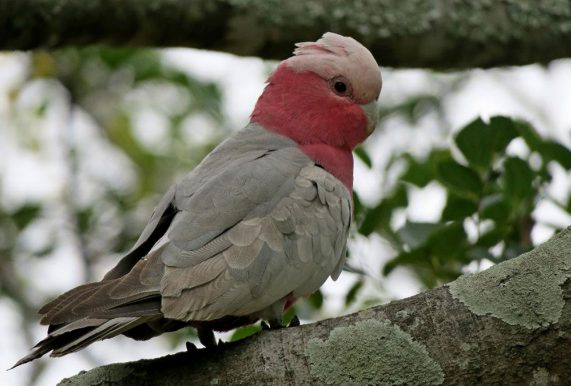Galah | The Animal Facts | Appearance, Habitat, Diet, Behavior, Breeding