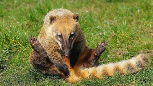 Brown-Nosed Coati | The Animal Facts | Appearance, Diet, Habitat