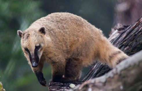 Brown-Nosed Coati | The Animal Facts | Appearance, Diet, Habitat