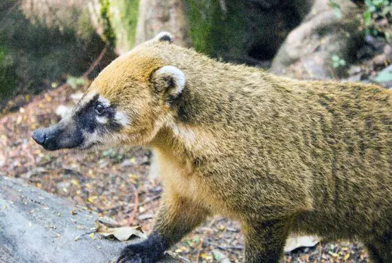 Brown-Nosed Coati | The Animal Facts | Appearance, Diet, Habitat