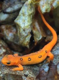 Eastern Newt | The Animal Facts | Appearance, Diet, Habitat, Behavior