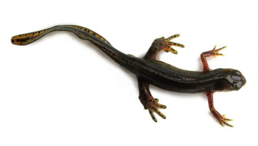 Eastern Newt | The Animal Facts | Appearance, Diet, Habitat, Behavior