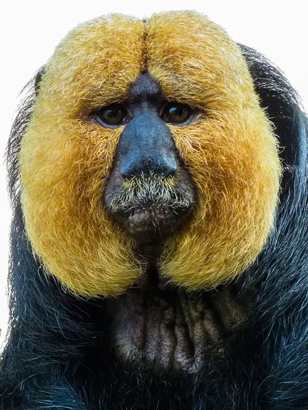 White-Faced Saki Monkey | The Animal Facts | Appearance, Habitat, Diet