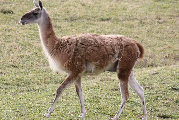 Guanaco - The Animal Facts - Appearance, Diet, Behavior, Habitat