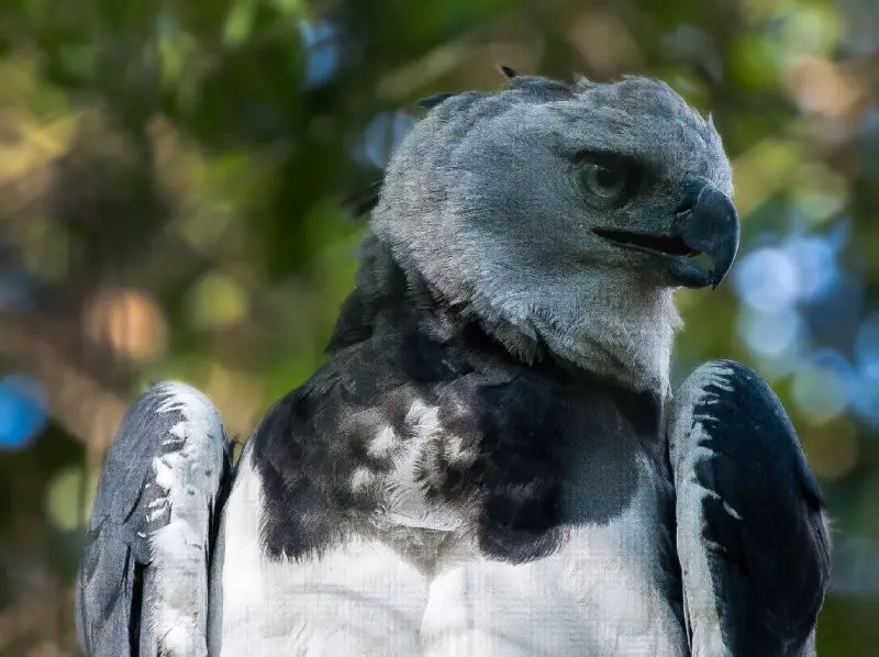 Harpy eagle | The Animal Facts