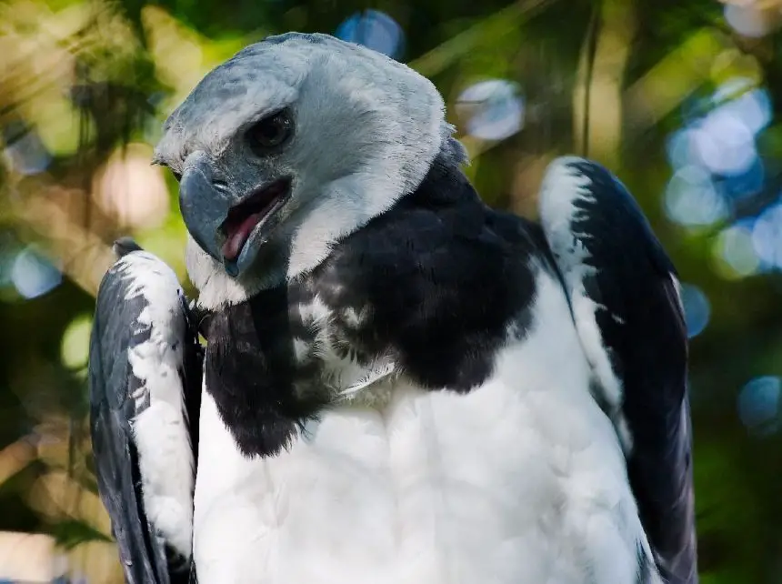 Harpy eagle | The Animal Facts
