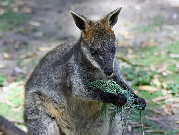 Swamp Wallaby | The Animal Facts | Appearance, Diet, Habitat, Behavior