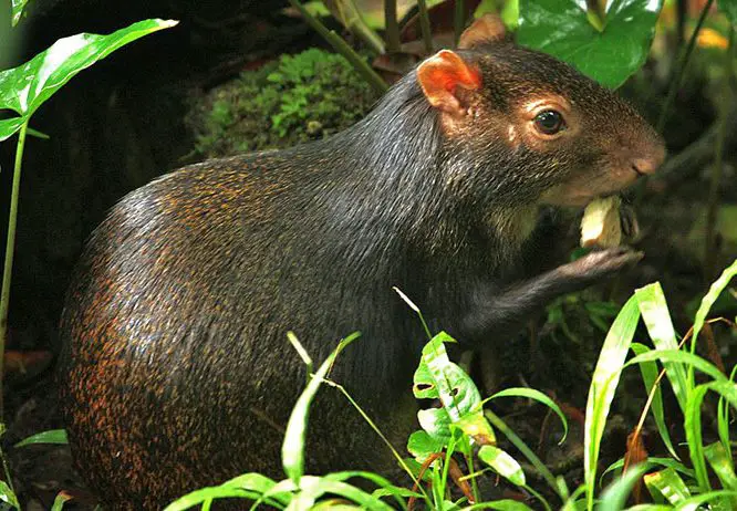 Red-Rumped Agouti | The Animal Facts | Appearance, Diet, Behavior