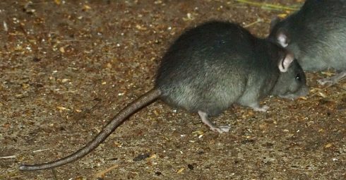 Black Rat | The Animal Facts | Appearance, Habitat, Diet, Behavior