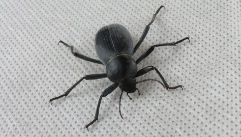 Egyptian Beetle - The Animal Facts - Appearance, Habitat, Diet, Lifespan