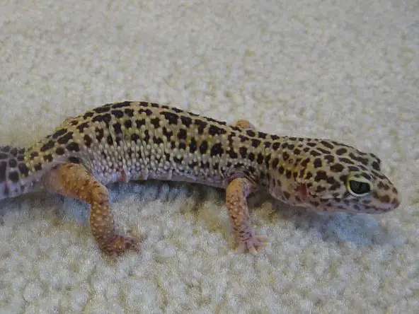 Barking Gecko | The Animal Facts | Appearance, Diet, Habitat, Behavior