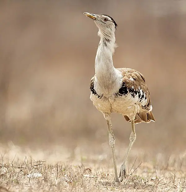 Australian Bustard | The Animal Facts | Appearance, Diet, Habitat