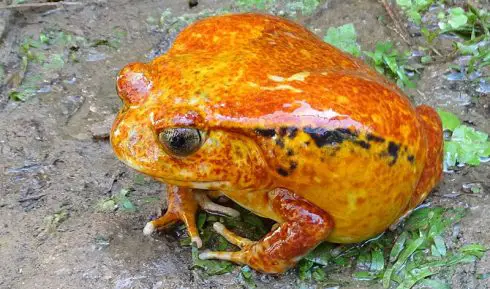 Tomato Frog | The Animal Facts | Appearance, Habitat, Behavior, Diet