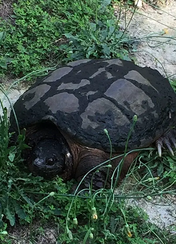 Common Snapping Turtle | The Animal Facts | Appearance, Diet, Behavior