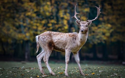 Fallow Deer | The Animal Facts | Appearance, Diet, Habitat, Behavior