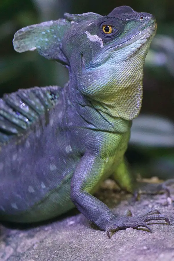 Green Basilisk | The Animal Facts | Appearance, Diet, Habitat, Behavior