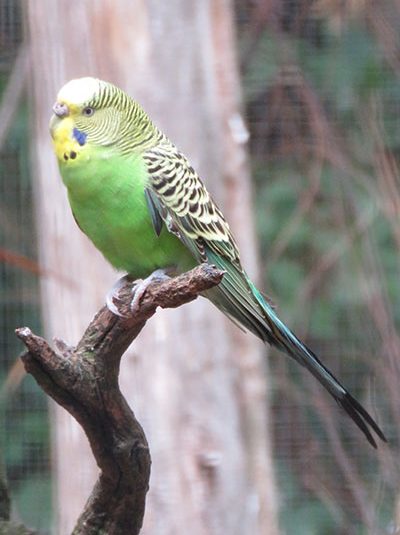 Budgerigar | The Animal Facts | Appearance, Diet, Habitat, Behavior