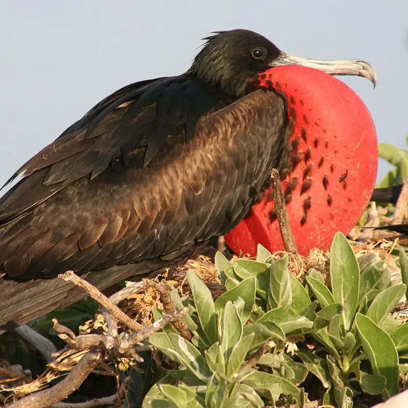 Great Frigatebird | The Animal Facts | Appearance, Habitat, Diet, Behavior