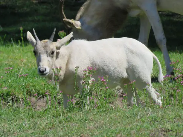 Addax | The Animal Facts | Appearance, Habitat, Diet, Behavior, Lifespan