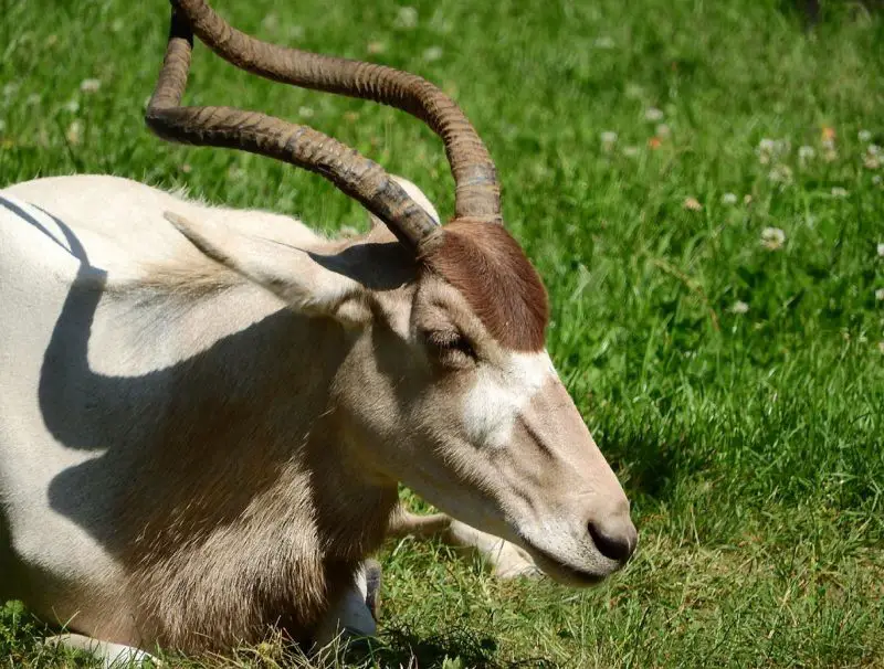 Addax | The Animal Facts | Appearance, Habitat, Diet, Behavior, Lifespan