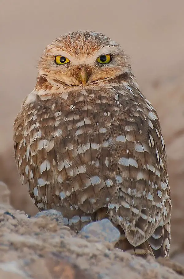 Burrowing Owl | The Animal Facts | Appearance, Diet, Habitat, Behavior