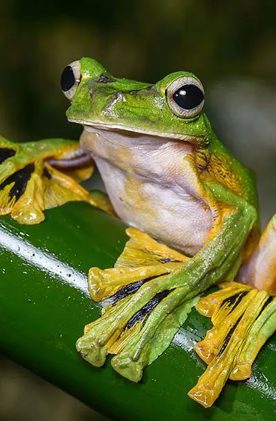Wallace's Flying Frog | The Animal Facts | Appearance, Diet, Habitat