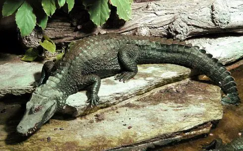 Cuvier's Dwarf Caiman | The Animal Facts | Appearance, Diet, Habitat