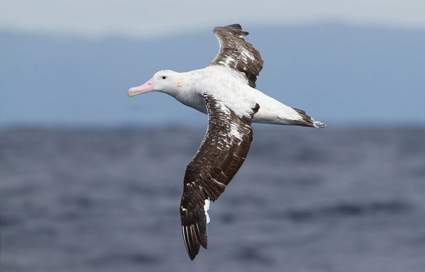 Wandering Albatross | The Animal Facts | Appearance, Diet, Habitat