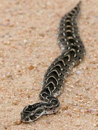 Puff Adder | The Animal Facts | Appearance, Habitat, Diet, Lifespan