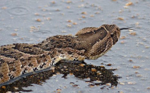Puff Adder | The Animal Facts | Appearance, Habitat, Diet, Lifespan