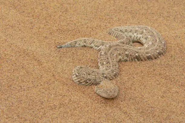 Puff Adder | The Animal Facts | Appearance, Habitat, Diet, Lifespan