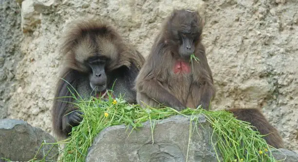 Gelada | The Animal Facts | Appearance, Diet, Habitat, Behavior