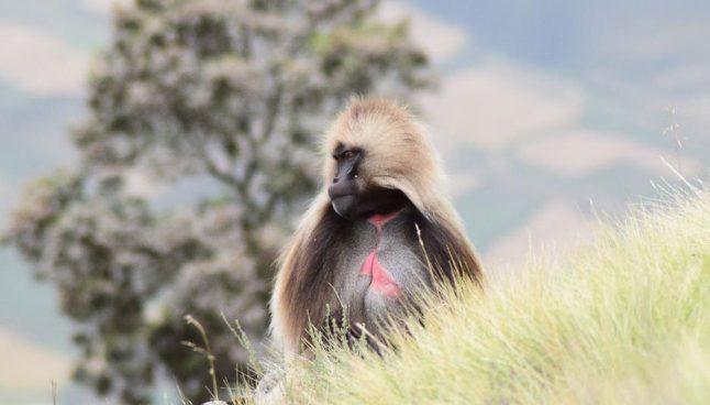 Gelada - The Animal Facts - Appearance, Diet, Habitat, Behavior