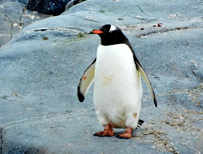 Gentoo Penguin | The Animal Facts | Appearance, Diet, Habitat, Behavior