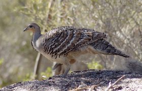 Malleefowl | The Animal Facts | Appearance, Diet, Behavior, Habitat