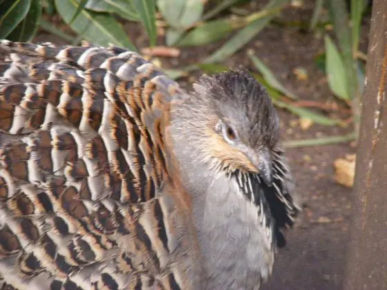 Malleefowl | The Animal Facts | Appearance, Diet, Behavior, Habitat