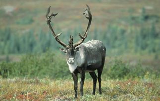Reindeer - The Animal Facts - Appearance, Diet, Habitat and Behavior