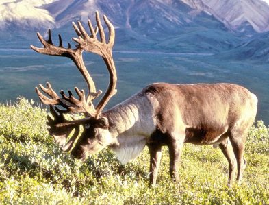 Reindeer | The Animal Facts | Appearance, Diet, Habitat and Behavior