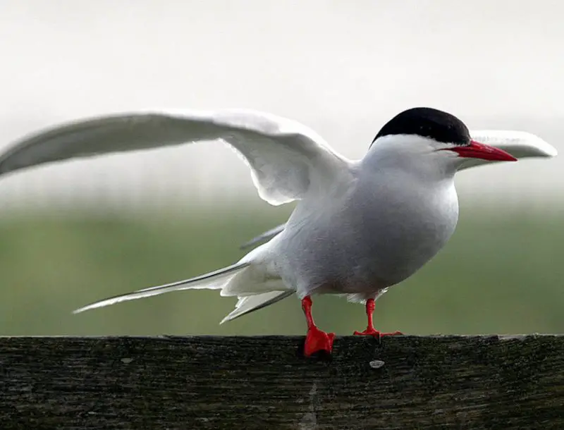 Arctic Tern | The Animal Facts | Appearance, Diet, Habitat and Behavior