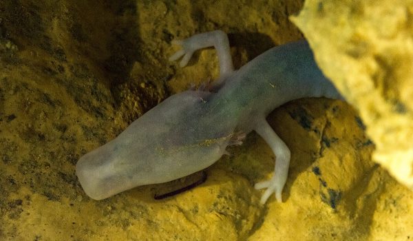 Olm | The Animal Facts | Appearance, Diet, Habitat, Range, Behavior