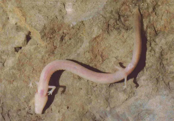 Olm | The Animal Facts | Appearance, Diet, Habitat, Range, Behavior
