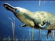 Monotremes | The Animal Facts | What makes these mammals special?