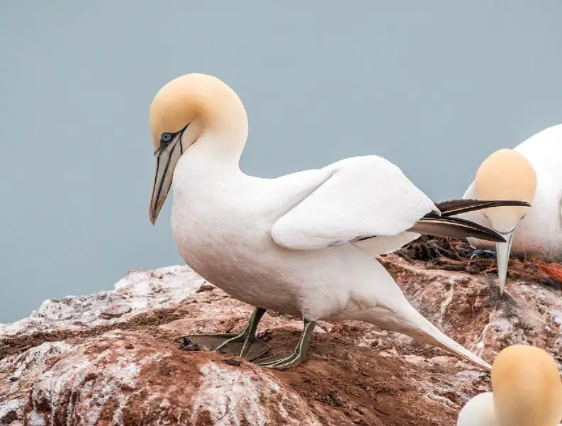 Northern Gannet | The Animal Facts | Appearance, Diet, Habitat, Behavior