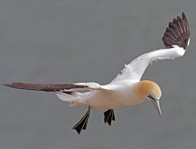Northern Gannet | The Animal Facts | Appearance, Diet, Habitat, Behavior