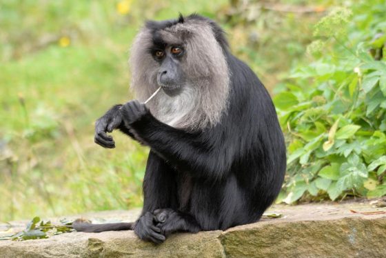 Lion-Tailed Macaque | The Animal Facts | Appearance, Diet, Habitat