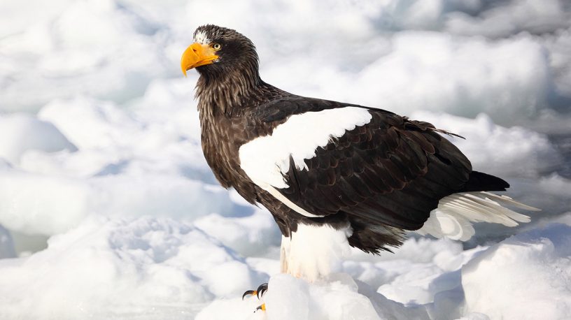 Steller's Sea Eagle | The Animal Facts | Appearance, Diet, Habitat