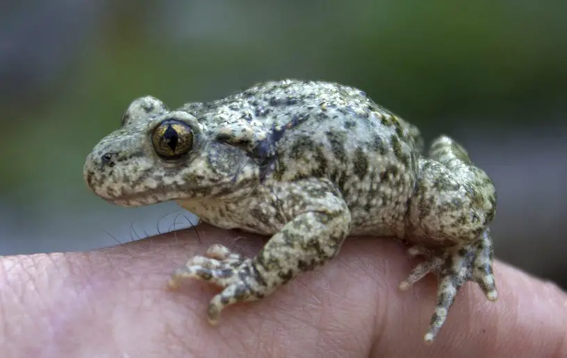 Midwife Toad | The Animal Facts | Appearance, Diet, Habitat, Behavior